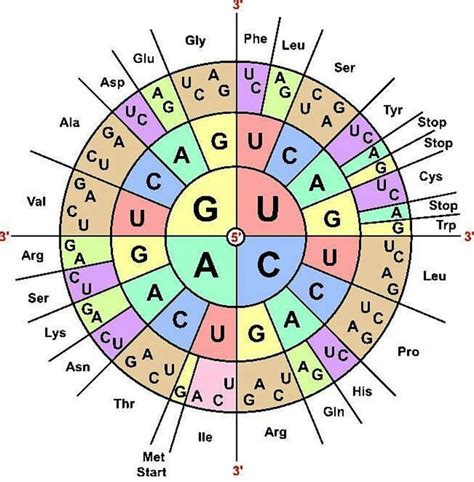Biology Of The Universe Biologyoftheuniverse On Instagram “codon