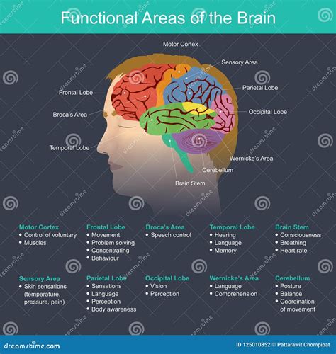 Functional Areas Of The Brain Stock Vector Illustration Of Medicine