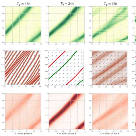 Single Cell Data And Stochastic Simulations Reveal Robust 1 1 And 1 2
