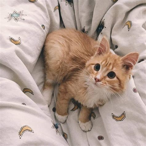 Эстетичные Картинки С Котиками Лучшая Фото Подборка