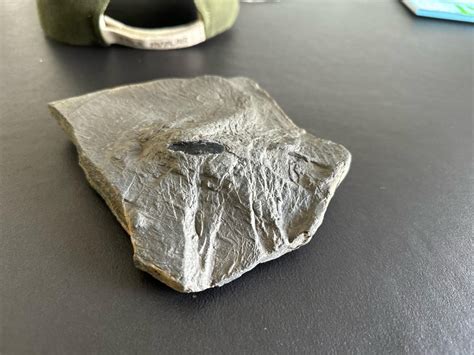 Bone Fragment R Fossilid