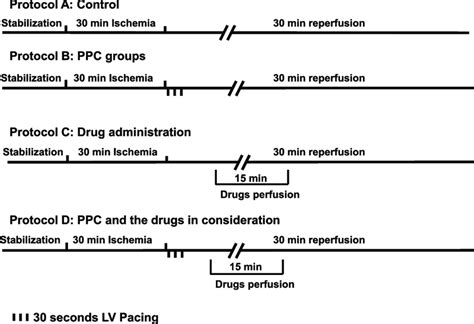 Schematic Representation Showing The Experimental Protocols Used In The Download Scientific