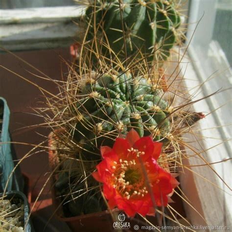 Суккулент Кактус Lobivia sanguiniflora WR-514 семена 10 ШТ купить в ...