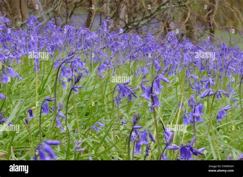 Wild Bluebells in Surrey, looks like a Bluebell Army on the march Stock ...