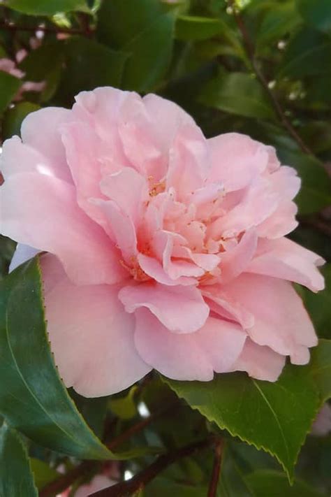 Каме́лия (лат. Camellia) – декоративное растение семейства Чайные ...