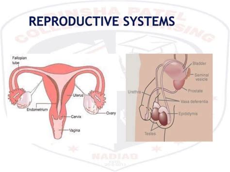 Family Planning Methods PPT