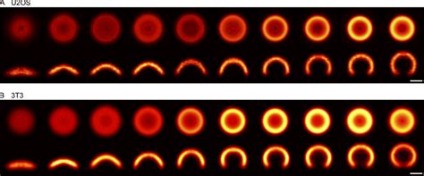 Temporal Reconstruction Of Clathrin Coat Remodeling Across Three