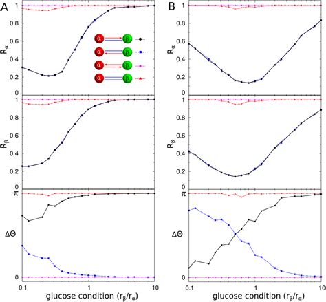 Cellular Interaction And Synchronization Synchronization Indices Rα Of