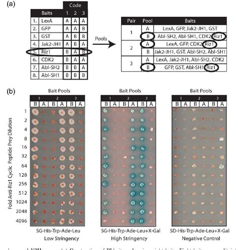 Figure 2 From Yeast Two Hybrid Screening Of Cyclic Peptide Libraries Using A Combination Of