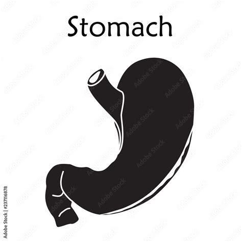 Human Stomach Black And White