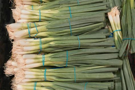 Як правильно посадити цибулю щоб був гарний врожай що робити щоб цибуля гарно вродила що