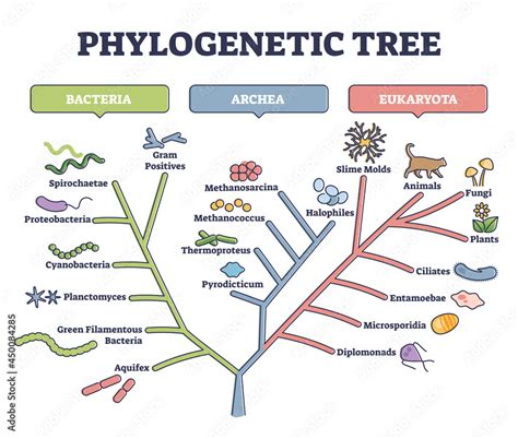 Phylogenetic Tree Phylogeny Or Evolutionary Classification Outline Diagram Labeled Educational