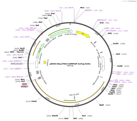 Addgene Pd649 Hasp Psg3 Comp5ap Avitag 9xhis