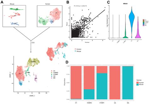 Integrated Cross Species Analysis Between Human And Mouse Osteoblasts