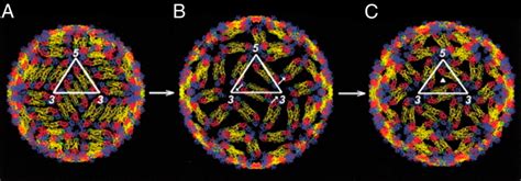 Figure 1 From Dengue Structure Differs At The Temperatures Of Its Human And Mosquito Hosts