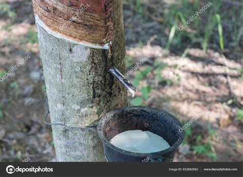 Rubber Tree Producing Latex Plantation Stock Photo Em3asy 653882842