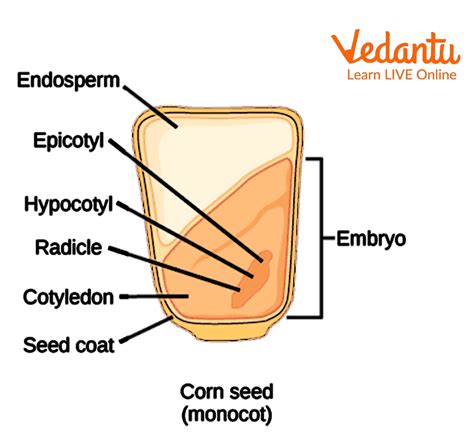 Dicot Embryo Structure Development And Key Functions