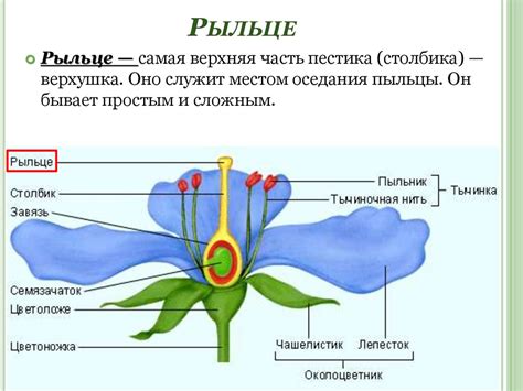 Органы цветковых растений презентация онлайн