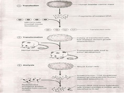 Oncogene Activation Ppt