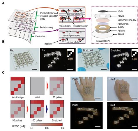Stretchable Synaptic Transistors Based On The Field Effect For Flexible