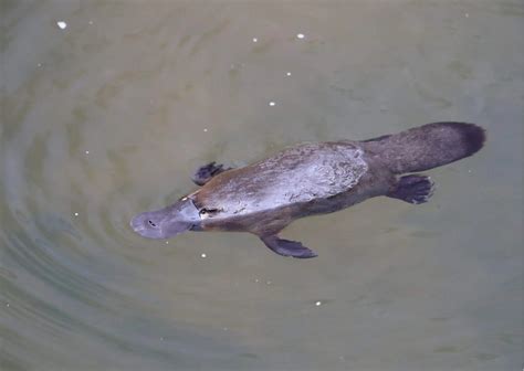 Platypus Behavior Animalbehaviorcorner