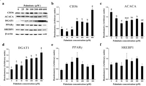Effect Of Palmitate On The Expression Of Proteins Involved In Lipid