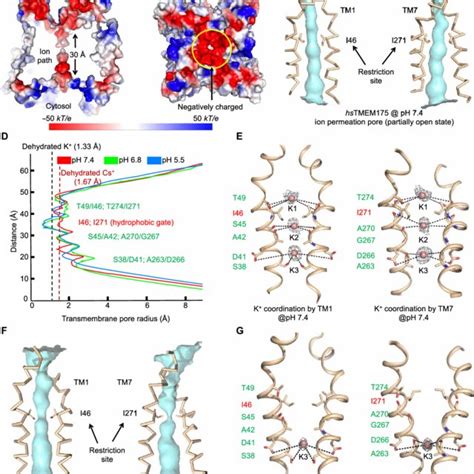 Ion Permeation Pore Of Human Tmem175 A Cross Section Through The Download Scientific Diagram