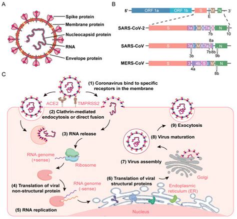 Viruses Special Issue Broad Spectrum Antivirals And Interaction With Viruses