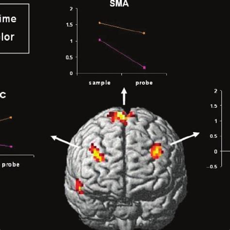 General Timing Network Areas Of The Frontal Cortex Showing Enhanced Download Scientific