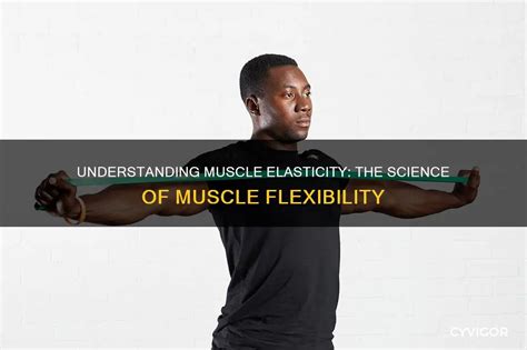 Understanding Muscle Elasticity The Science Of Muscle Flexibility Cyvigor