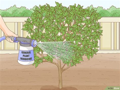 How To Kill A Tree Proven Solutions