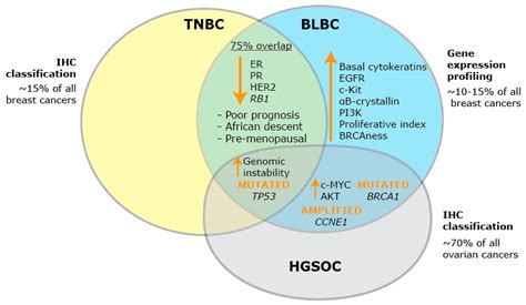 Ijms Free Full Text The Proliferative And Apoptotic Landscape Of Basal Like Breast Cancer