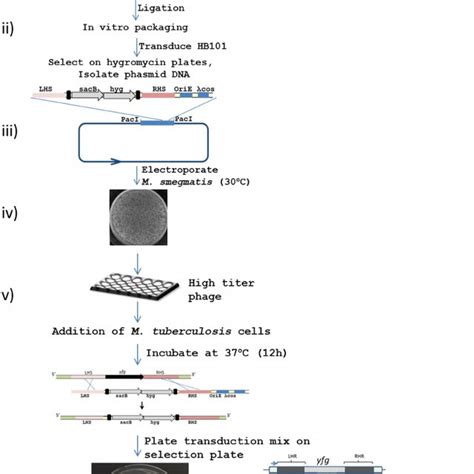 Construction Of Gene Specific Stps And High Throughput Amplification Of