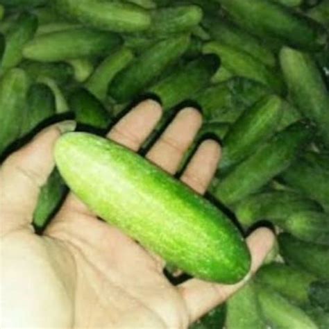Jual Timun Lalap Timun Kecil Lalap 500gr 1 Kg Kota Surabaya