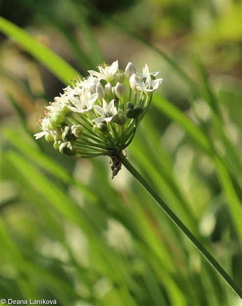 Allium Tuberosum • Floravegeu