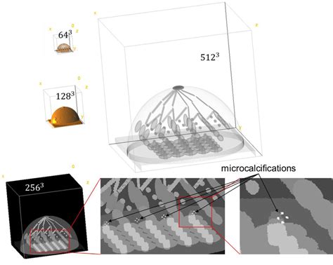 The Visualization Of The Three Dimensional 3d Volume Of Breast For