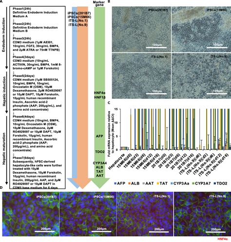 Induced Hepatic Stem Cells Are Suitable For Human Hepatocyte Production Semantic Scholar