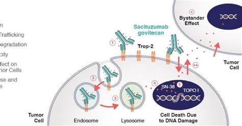 암세포 발현 단백질 조준 타격…표적 항암제 개발 후끈
