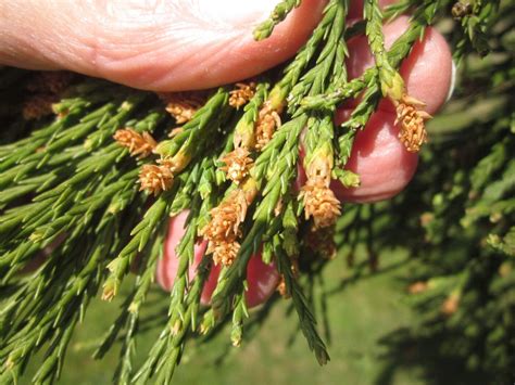 Giant Sequoia Tree Guide UK Giant Sequoia Tree Identification