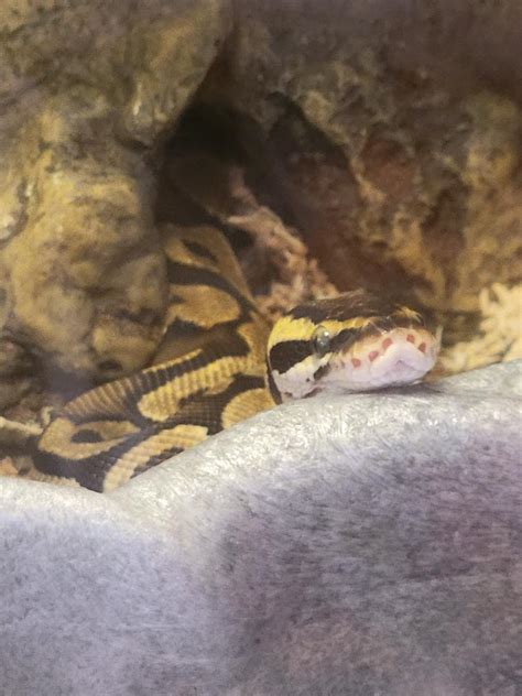 How Should I Pick Up My Ball Python For The First Time R Ballpython