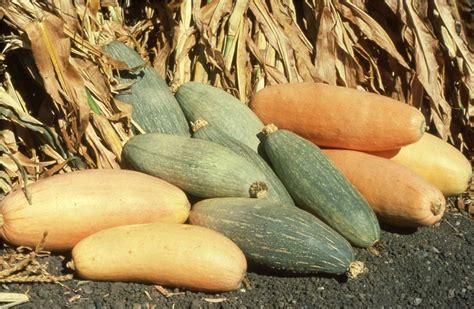 How To Identify SquashDifferent Squash Types You Didn T Know About