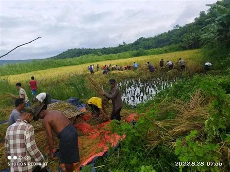တိုက်ပွဲနားချိန် ဆော ကျောက်ထု ရဲဘော်များမှ စပါးစိုက်ပျိုး တောင်သူတွေရဲ့ မရင်းစပါးများ ကူညီရိတ