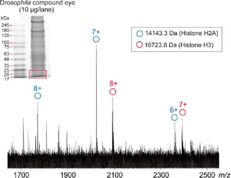 Figure 6 From Top Down Bottom Up Mass Spectrometry Workflow Using Dissolvable Polyacrylamide