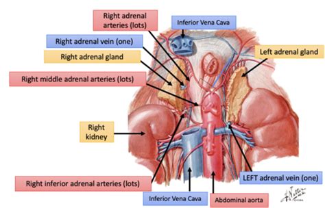 Adrenal Gland Flashcards Quizlet