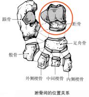 解剖学笔记 下肢（关节and骨） 知乎