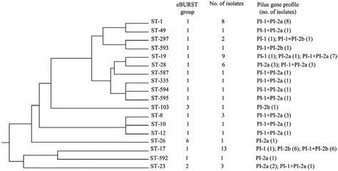 Unweighted Pair Group Method With An Arithmetic Averages Tree Generated