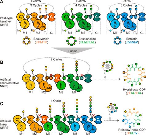 Domain Organization Of Iterative Fungal Cdp Synthetases And Switch Of