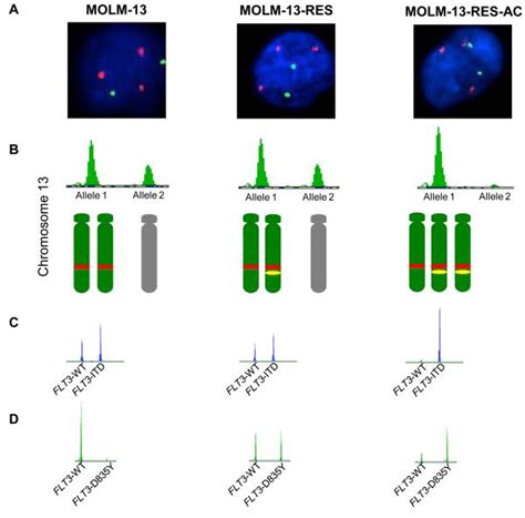Selective Flt3 Inhibition Of Flt3 Itd Acute Myeloid Leukaemia