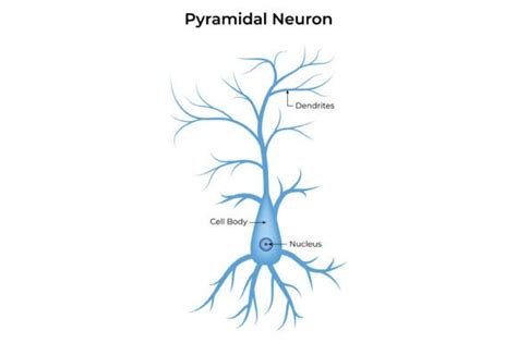 Pyramidal Neuron Anatomy Vector Illustra Graphic By As Ashik · Creative