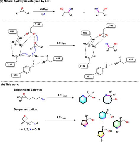 Rational Enzyme Design For Enabling Biocatalytic Baldwin Cyclization And Asymmetric Synthesis Of